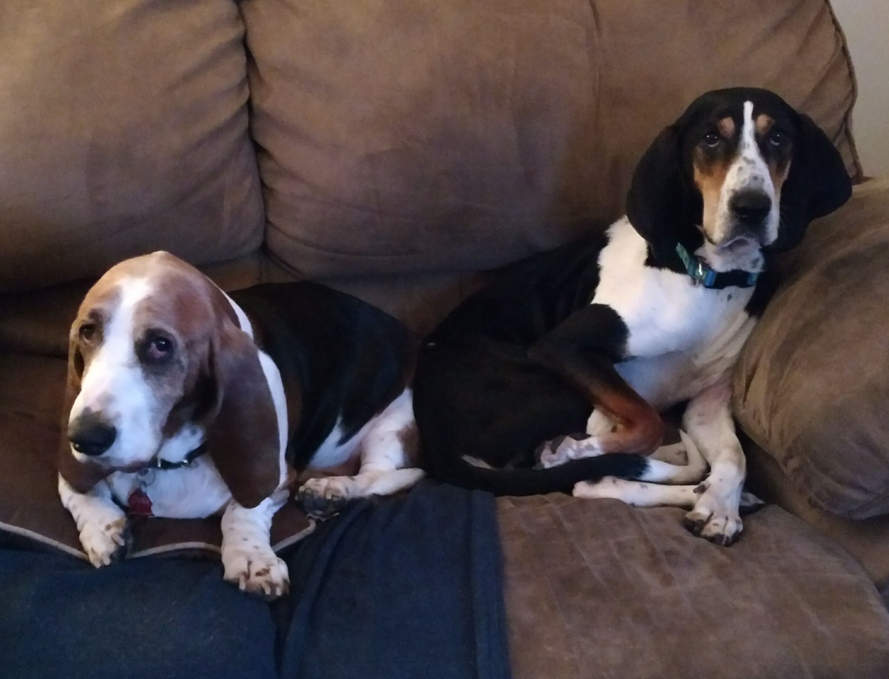 Goodbye Mr. Chip — Michigan Backyard Journal