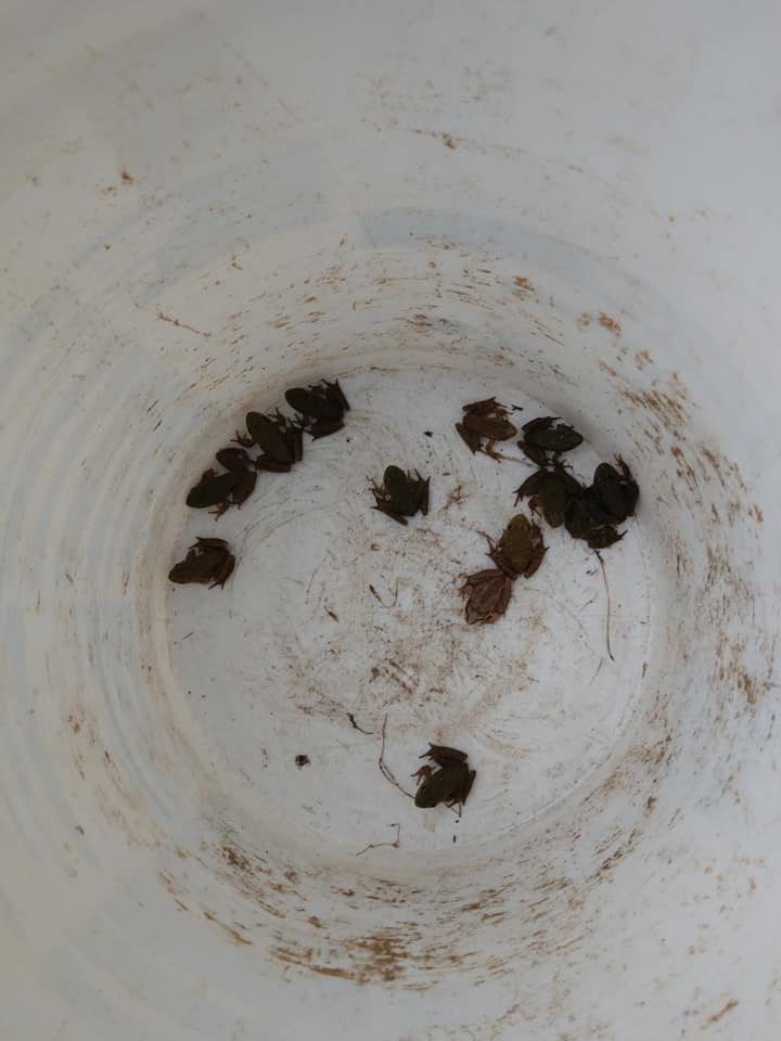Buckets of Frogs — Michigan Backyard Journal