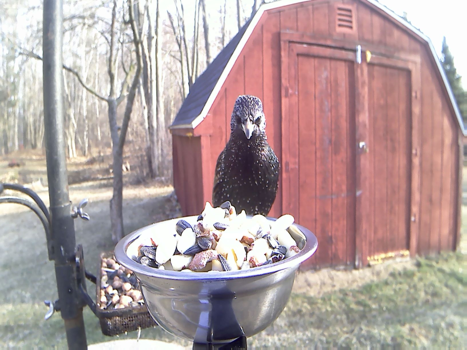 Bird Photo Booth Day Two – Improving — Michigan Backyard Journal