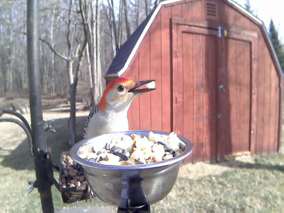 Bird Photo Booth Day Two – Improving — Michigan Backyard Journal