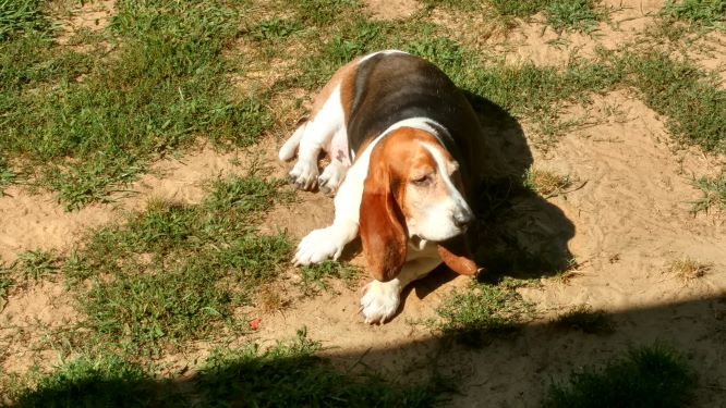 Duke Fits Right In — Michigan Backyard Journal