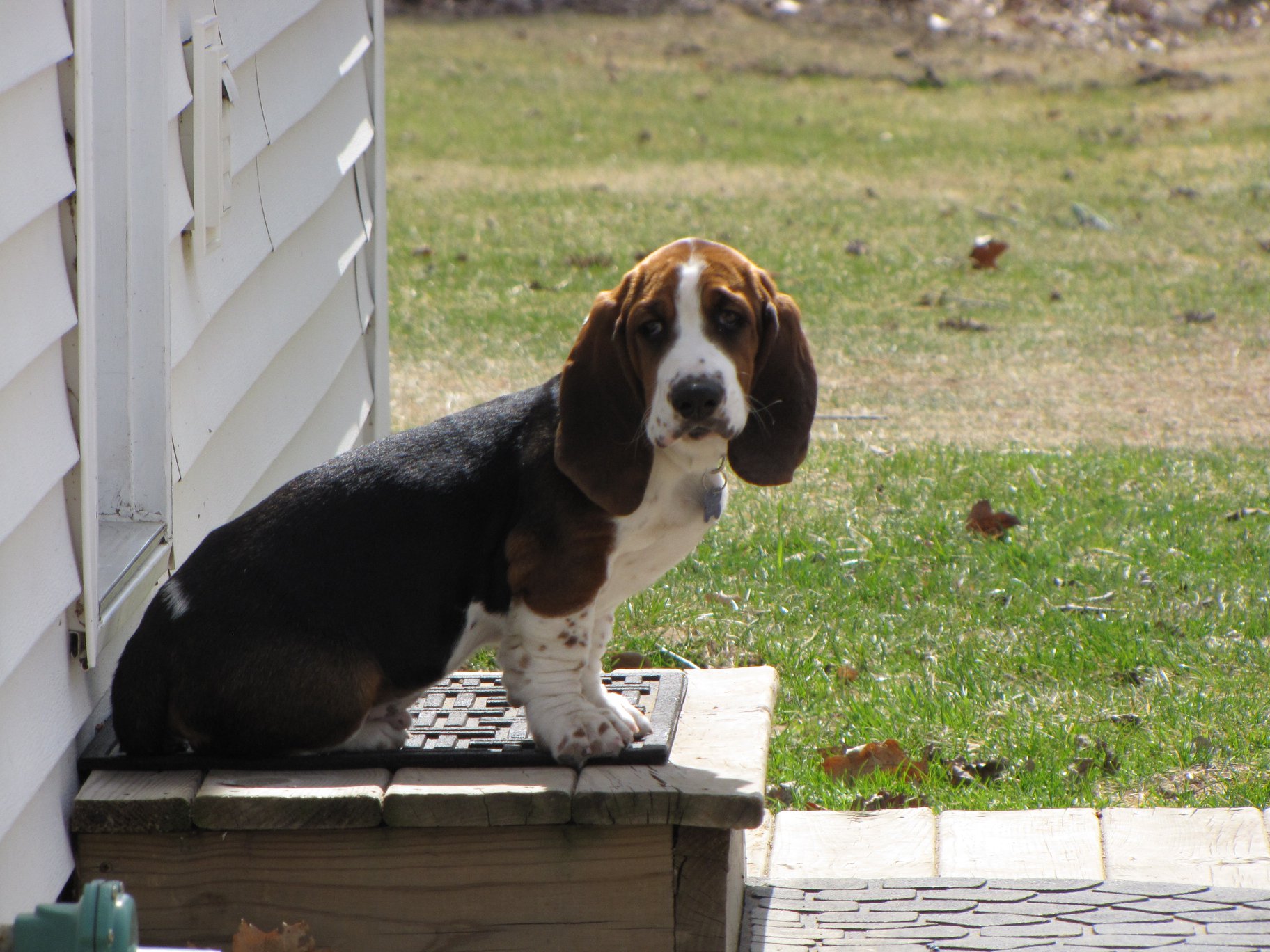 Goodbye Mr. Chip — Michigan Backyard Journal
