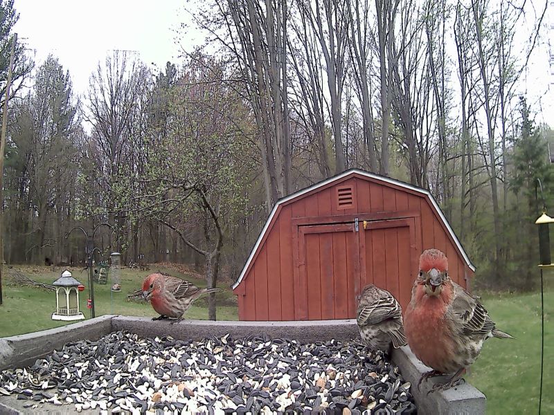 New Bird Photo Booth setup — Michigan Backyard Journal