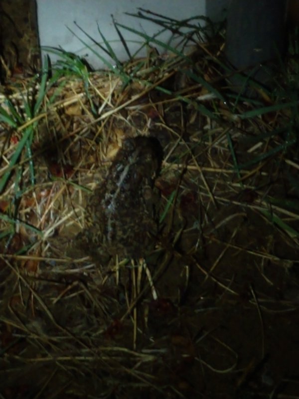 Evening toad hunt — Michigan Backyard Journal