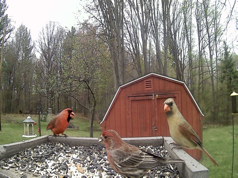 New Bird Photo Booth setup — Michigan Backyard Journal