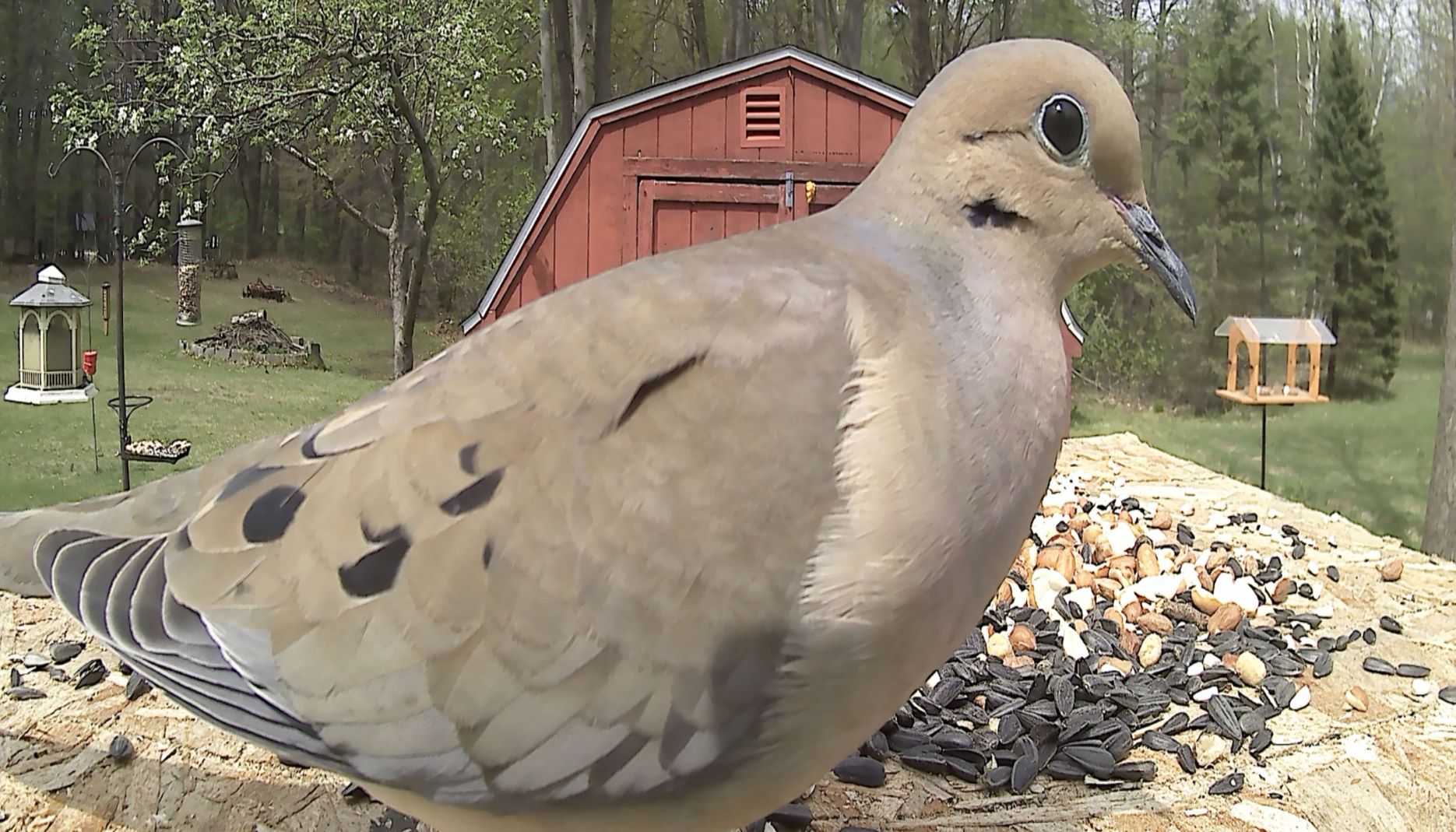 Feature Friday – Mourning Dove — Michigan Backyard Journal