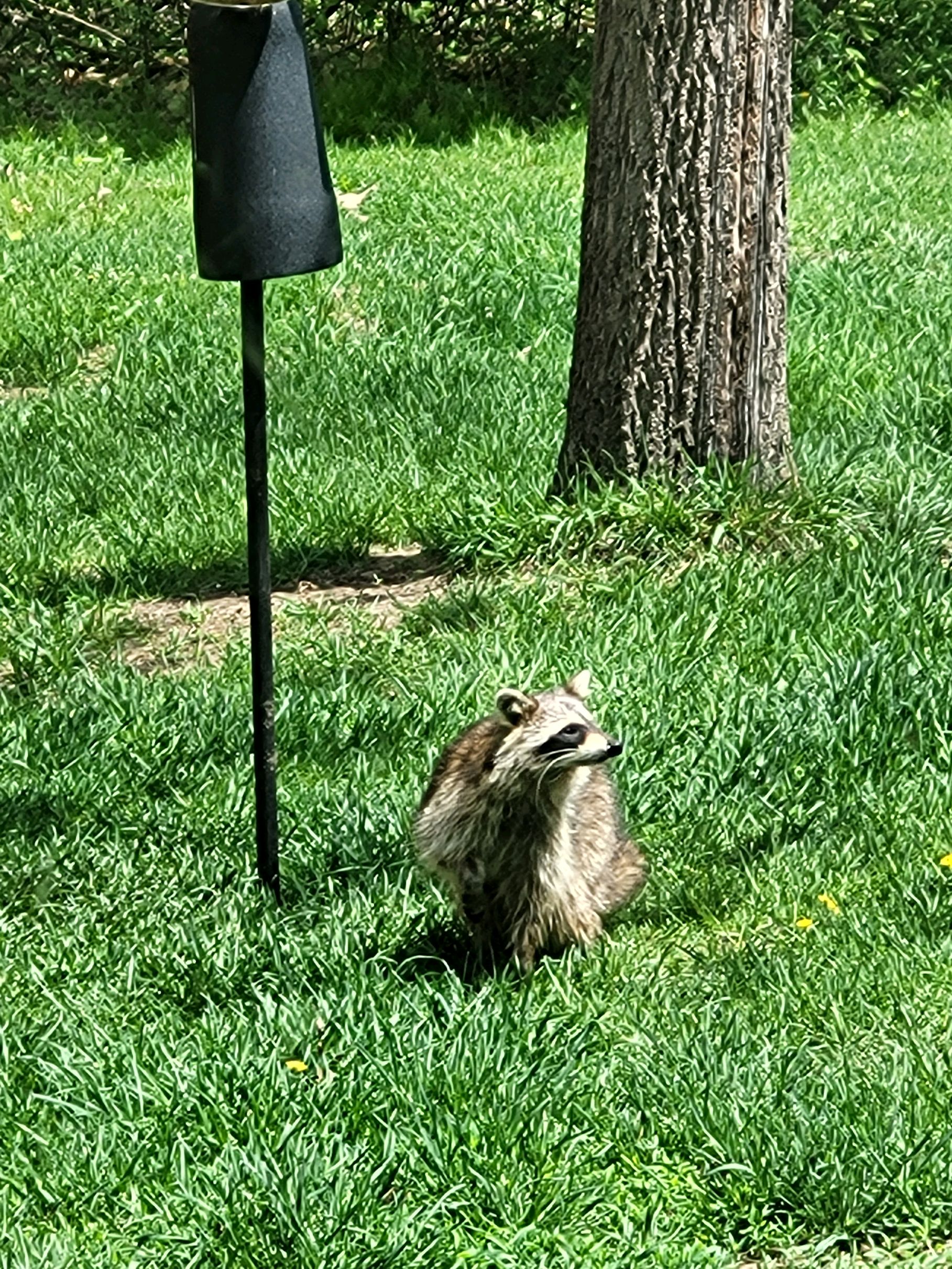 Daytime Raccoon Visitor — Michigan Backyard Journal
