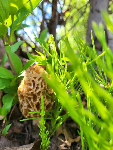 Morels and Spring Flowers — Michigan Backyard Journal