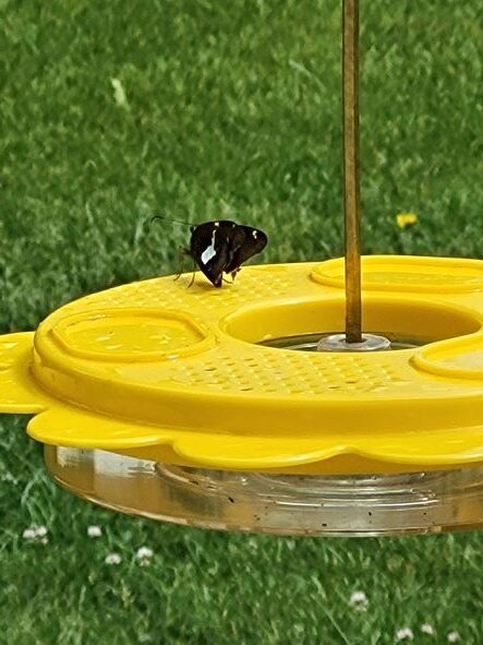 First Butterfly on our Butterfly Feeder! — Michigan Backyard Journal