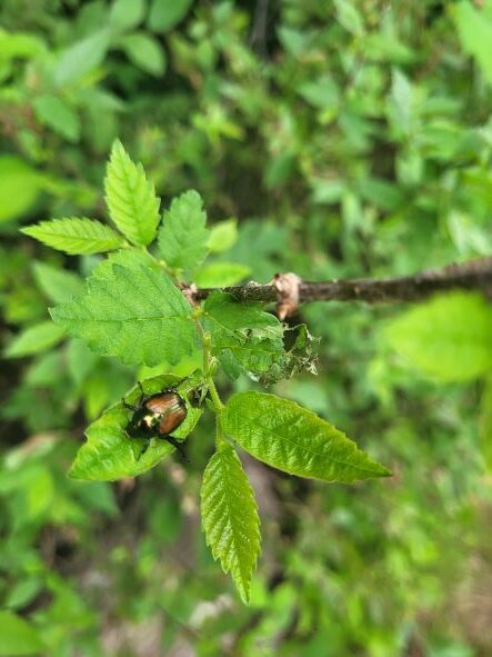 Invasive Japanese Beetles — Michigan Backyard Journal