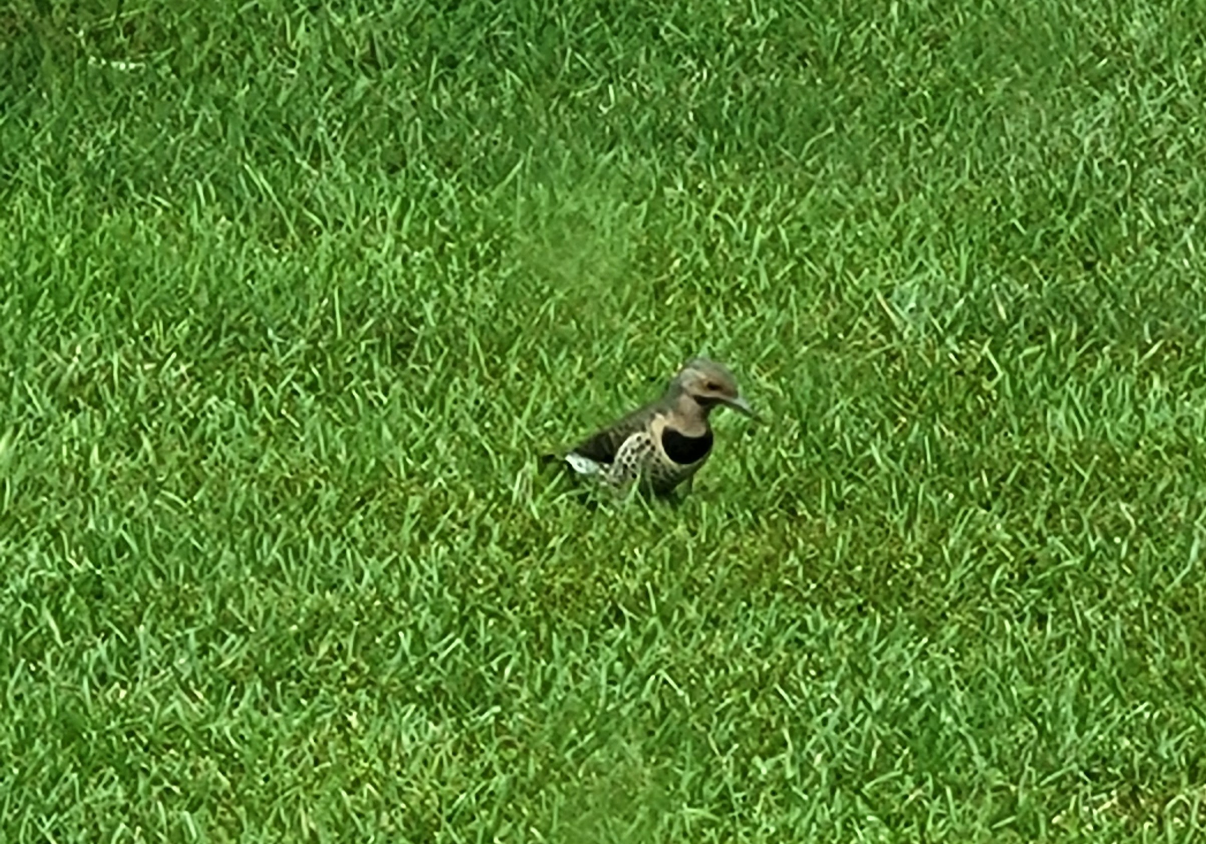 Northern Flicker — Michigan Backyard Journal