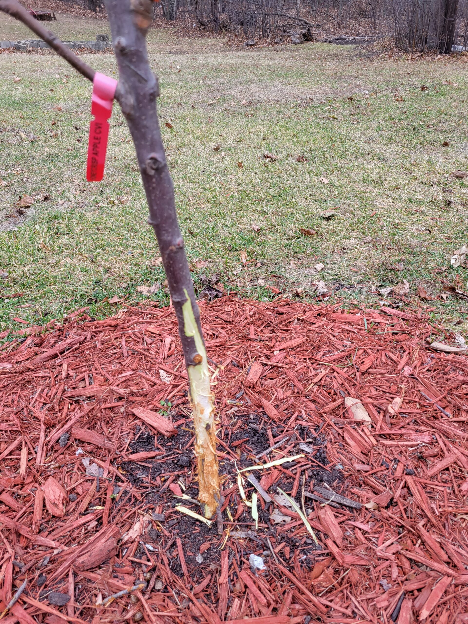 Apple Tree Damaged by Rabbits! — Michigan Backyard Journal