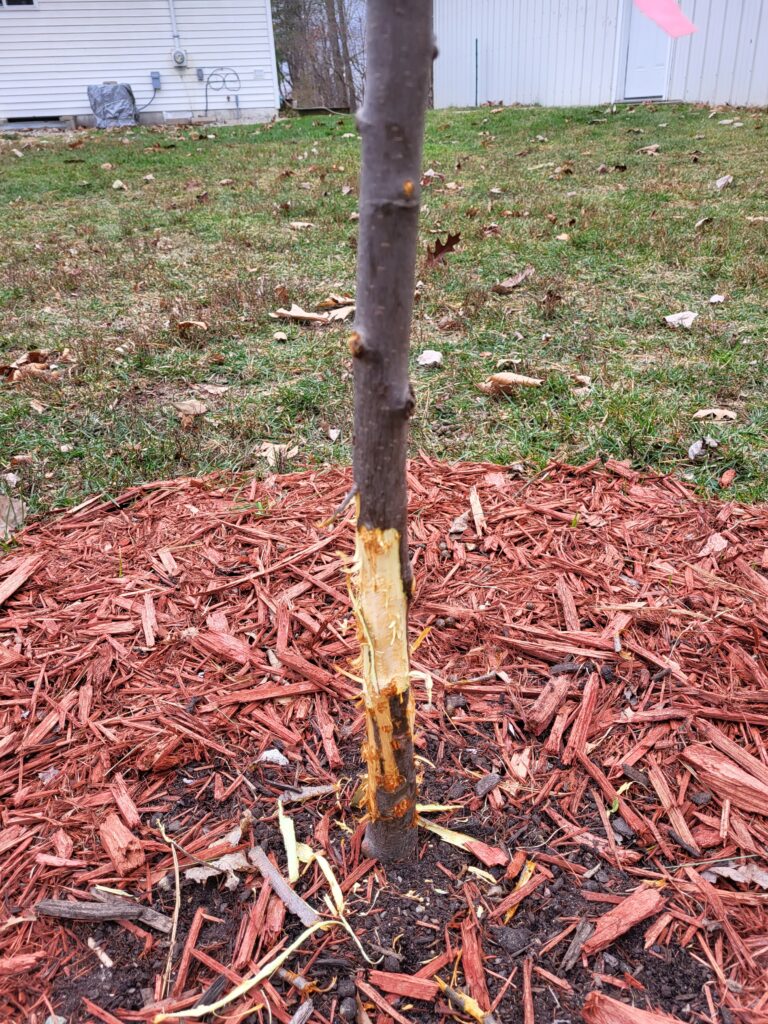 Apple Tree Damaged by Rabbits! — Michigan Backyard Journal