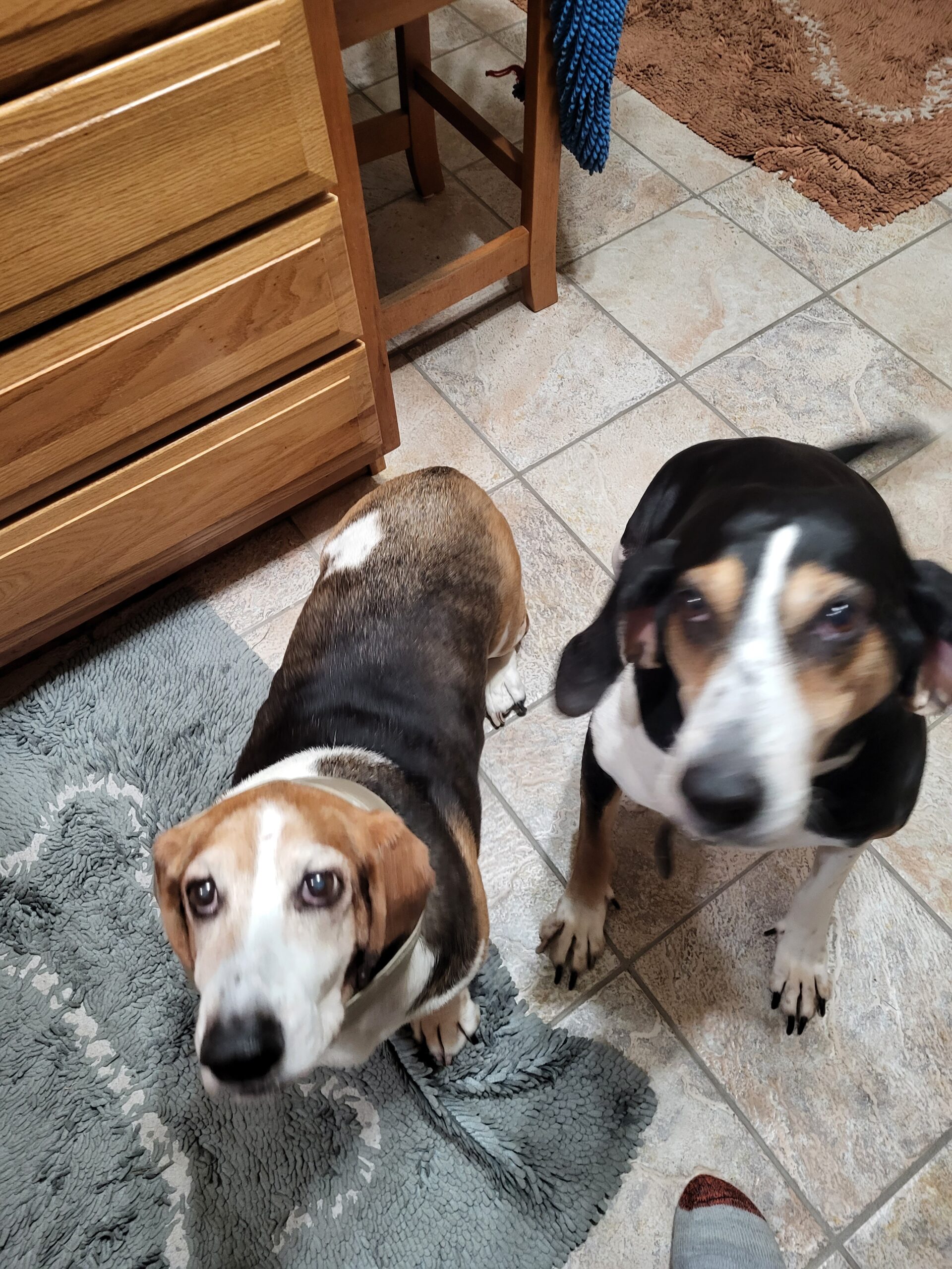 Fun Dog Pics — Michigan Backyard Journal