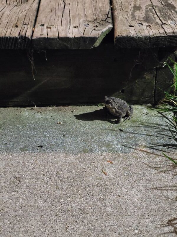 Porch Toads still out — Michigan Backyard Journal