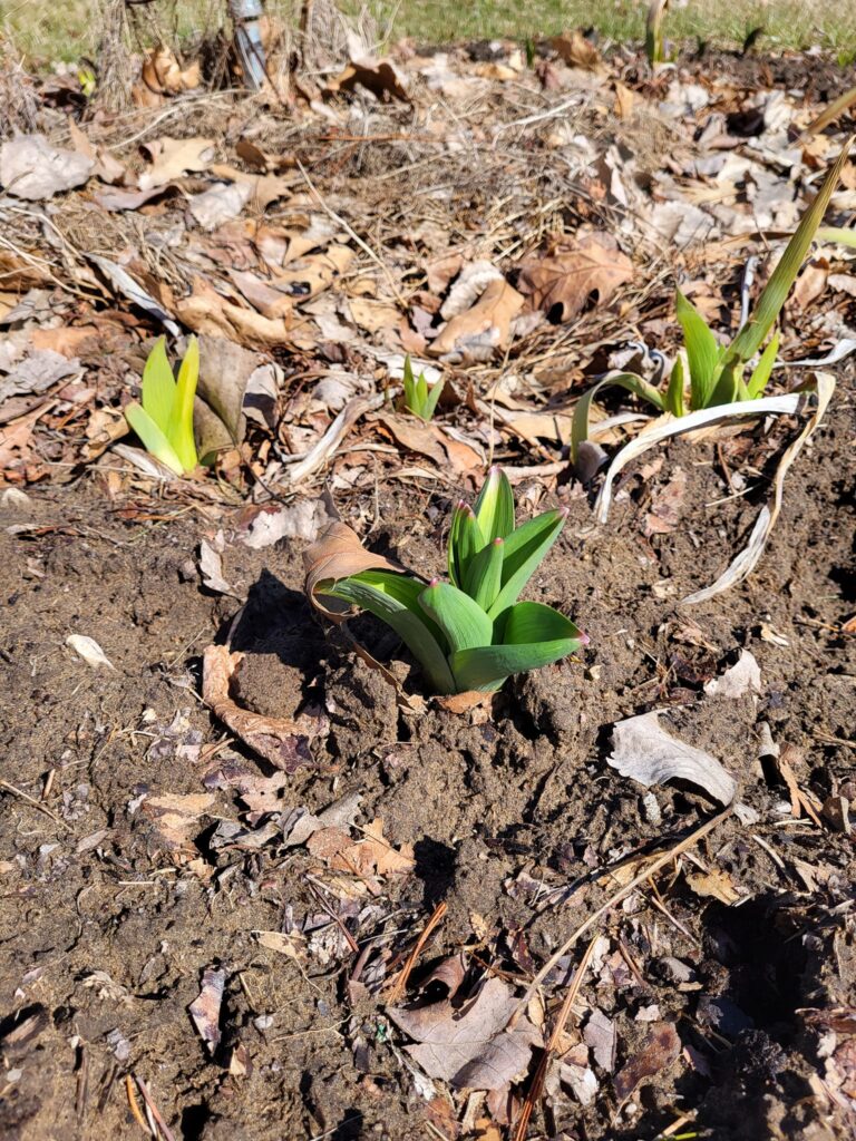 Spring Sighting – First Blooms! — Michigan Backyard Journal