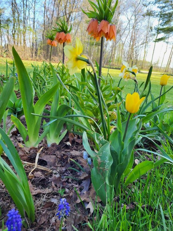 Spring in the Flower Beds — Michigan Backyard Journal