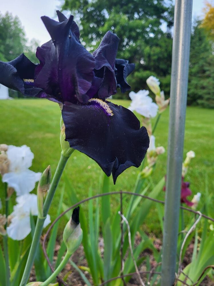 Irises & Allium – Birds and More! — Michigan Backyard Journal
