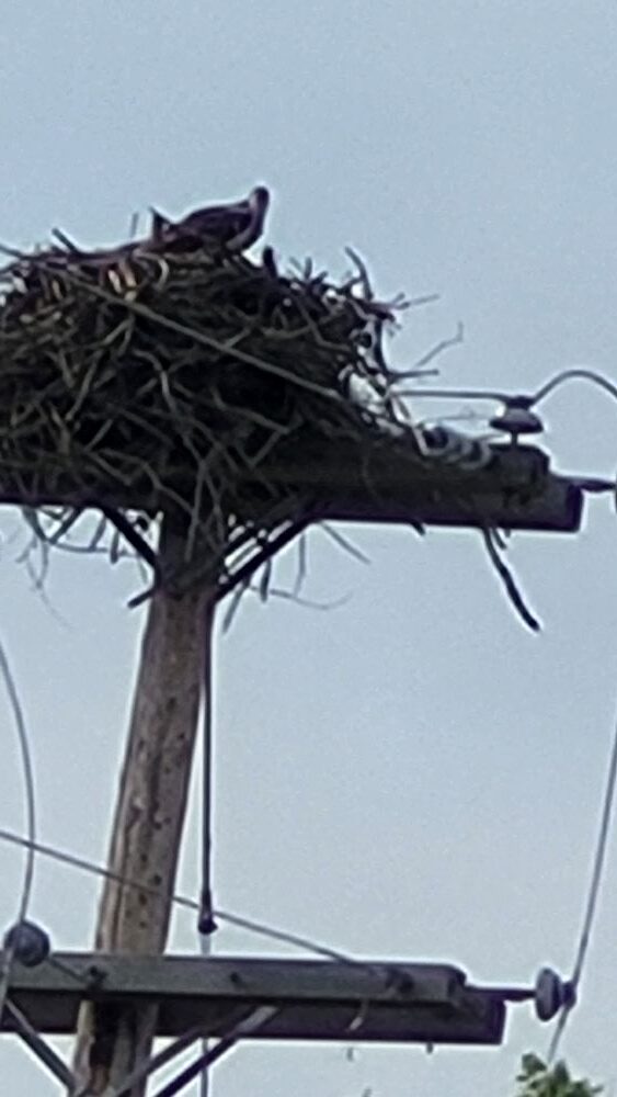 Hawk Nesting down the road — Michigan Backyard Journal