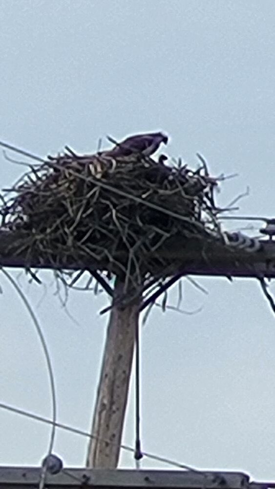 Hawk Nesting down the road — Michigan Backyard Journal