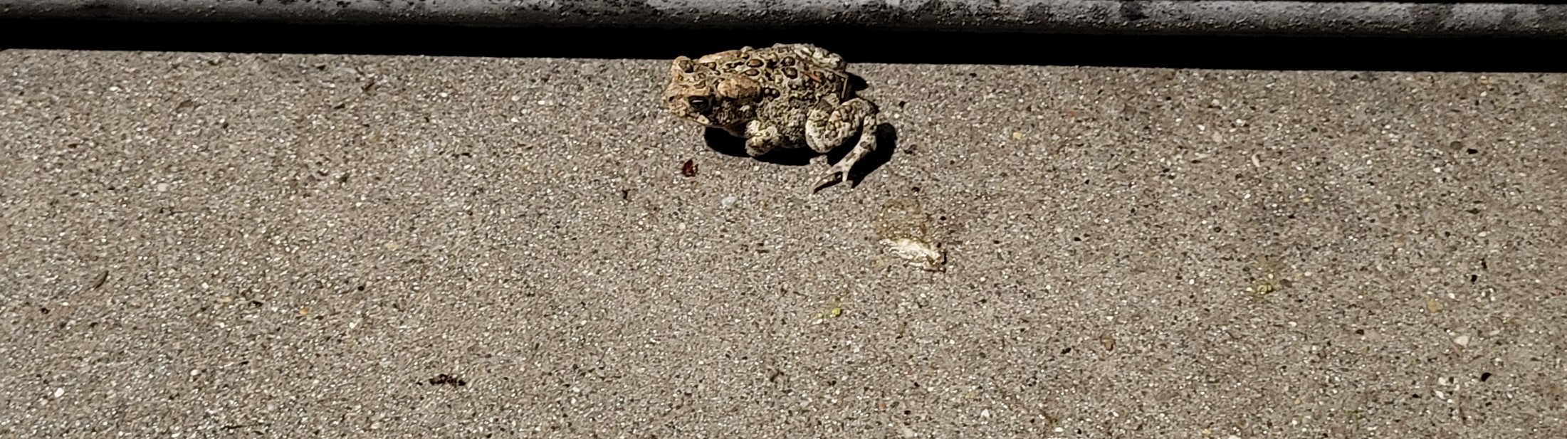 VIDEO: American Toad climbing onto porch! — Michigan Backyard Journal
