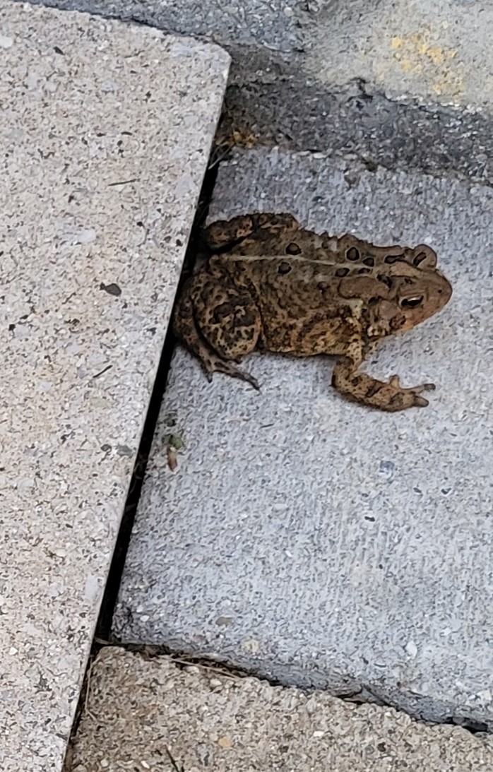 Tale of 3 Toads — Michigan Backyard Journal