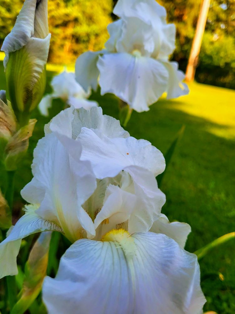 Spring Flowers — Michigan Backyard Journal