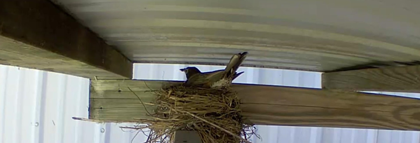 American Robin Nest Build – Day One — Michigan Backyard Journal