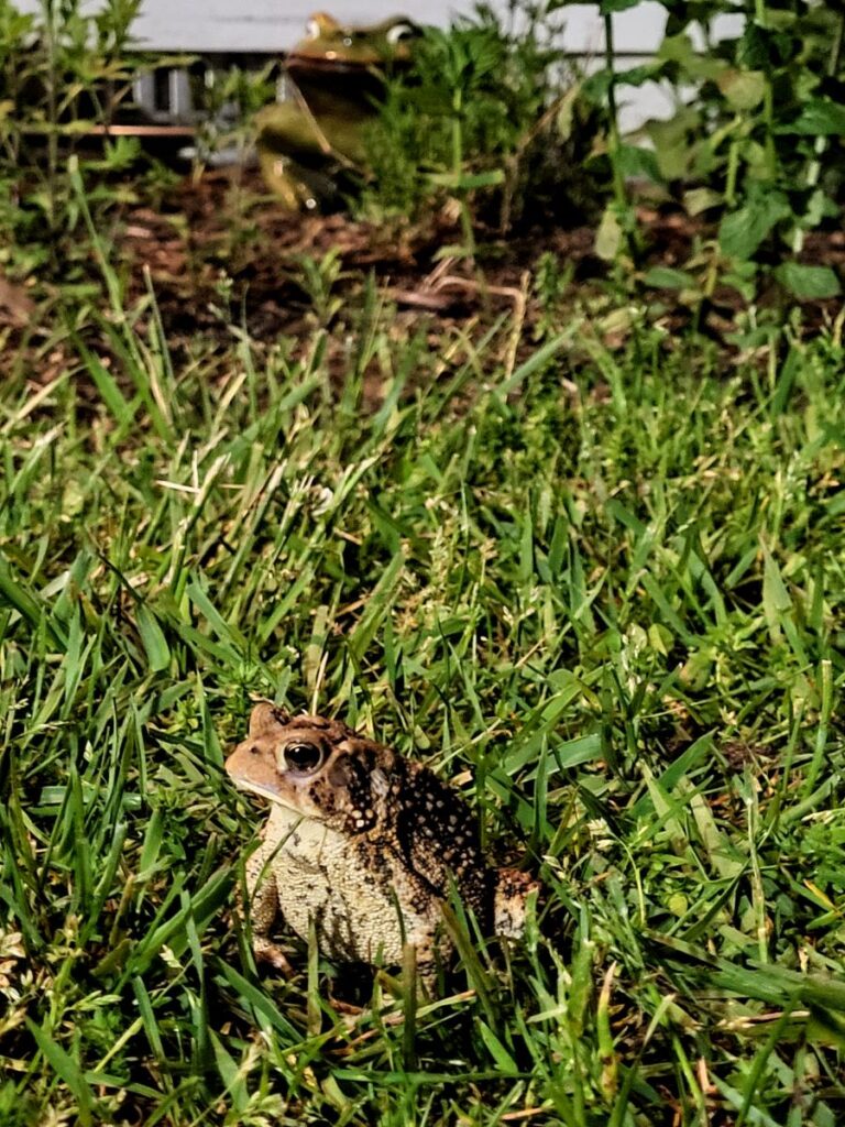 So. Many. Toads. — Michigan Backyard Journal