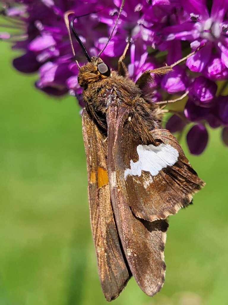 Pollinators In Action — Michigan Backyard Journal